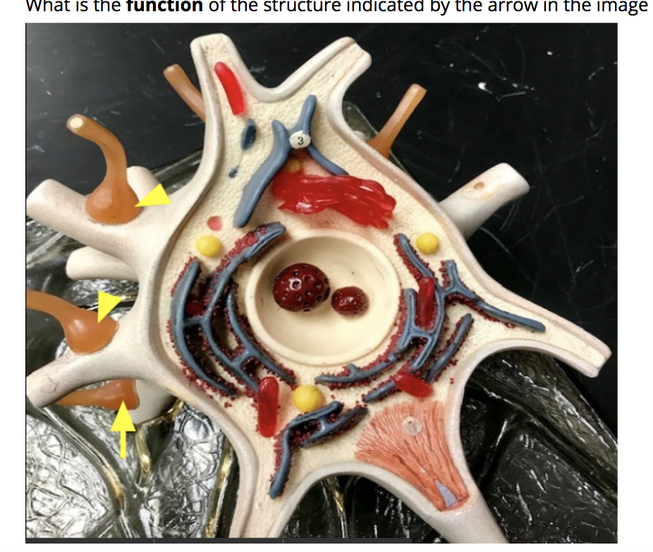 Solved What is the function of the structure indicated by | Chegg.com