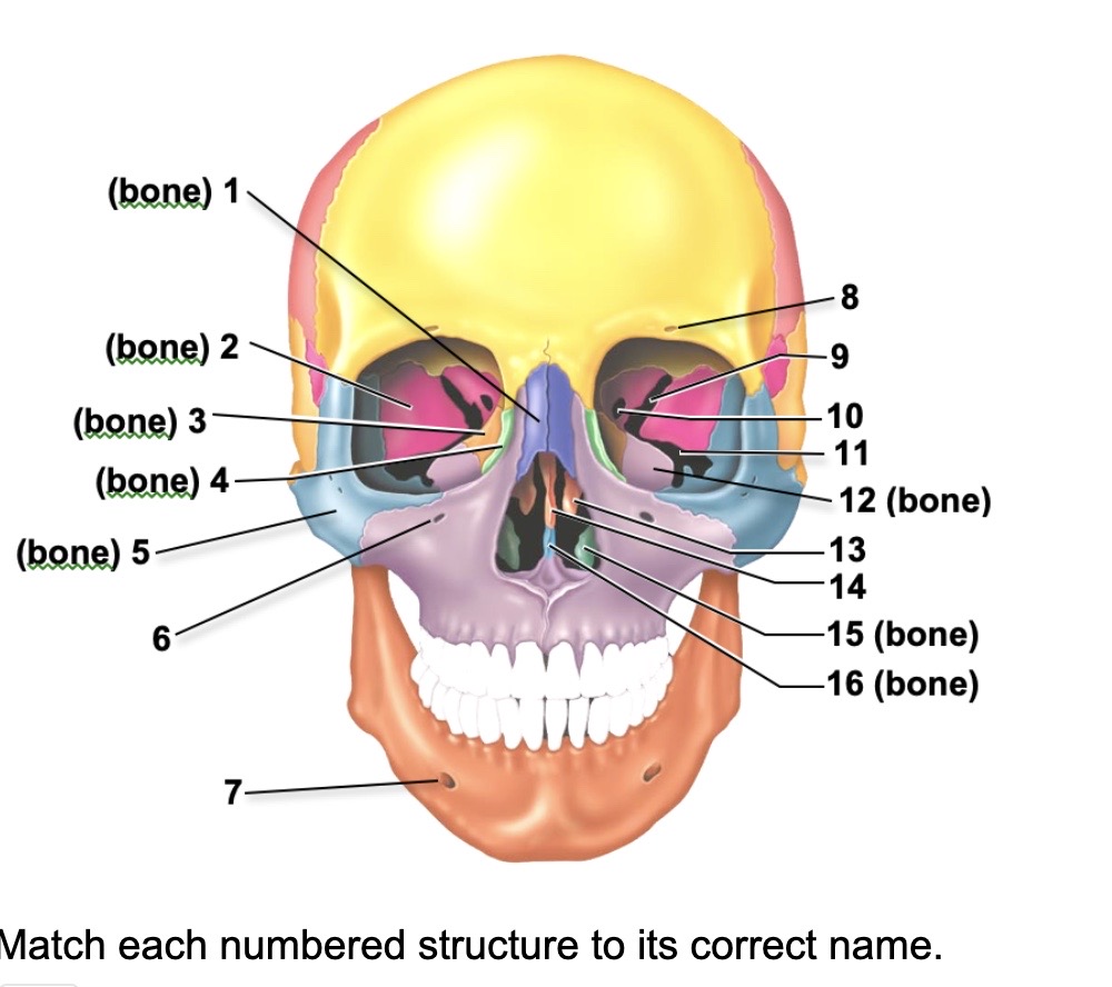 Solved Match each numbered structure to its correct name. | Chegg.com