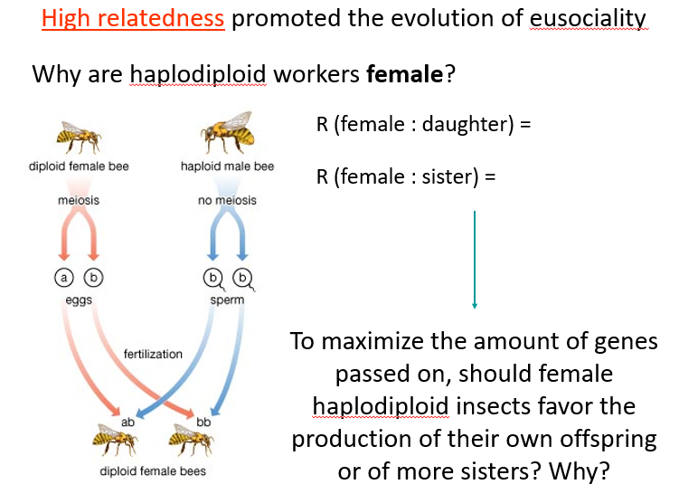 To maximize the amount of genes passed on, should | Chegg.com