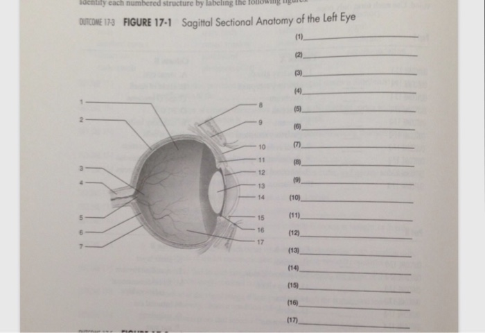 Solved Identity each numbered structure by labeling the | Chegg.com