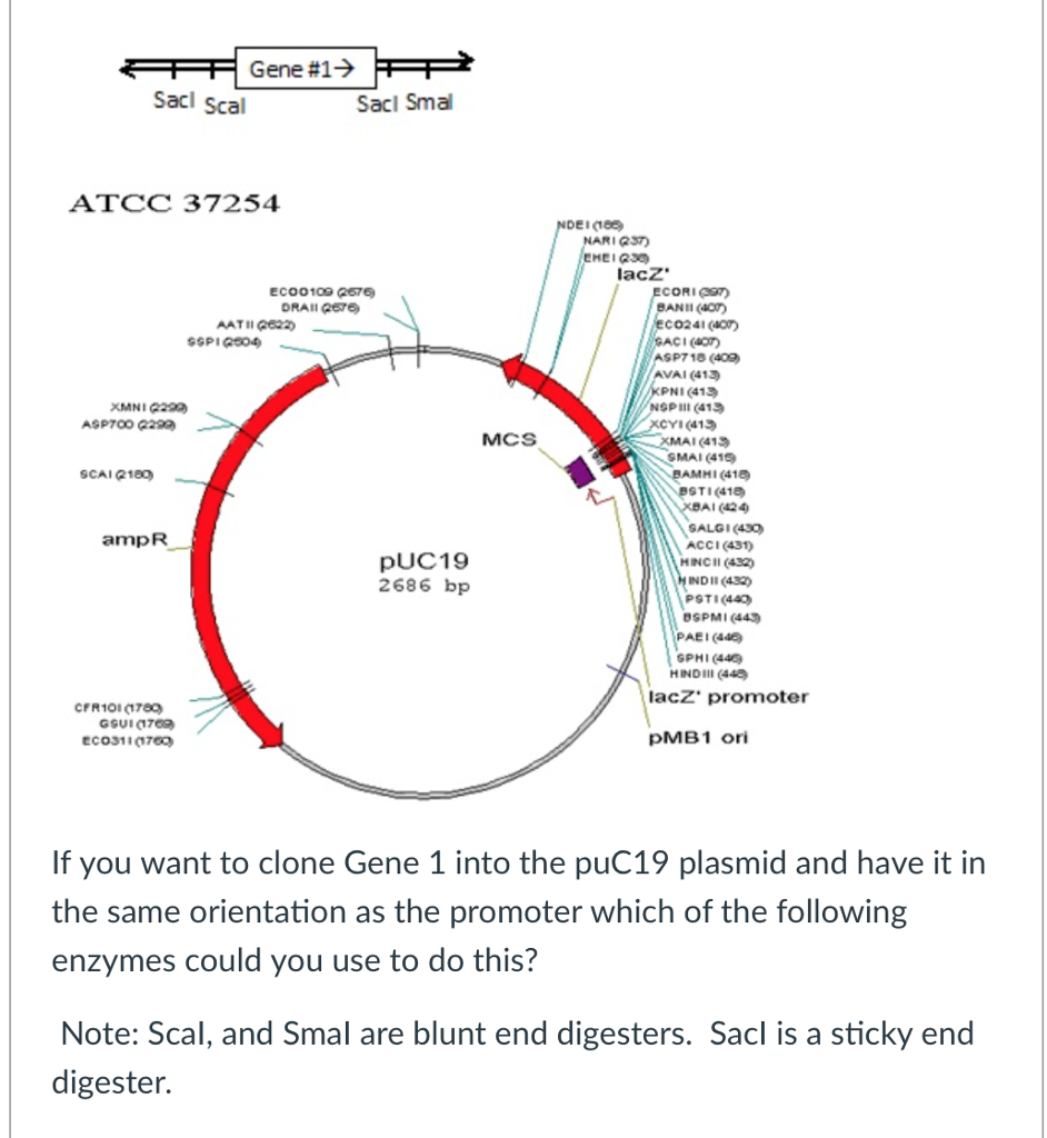 Solved Sacl Scal Sacl Smal ATCC 37254 NARI Q37 lacz ECO0109 | Chegg.com