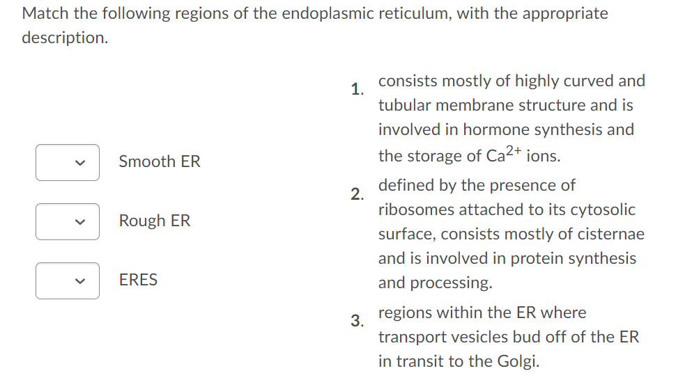Solved Match the following regions of the endoplasmic | Chegg.com