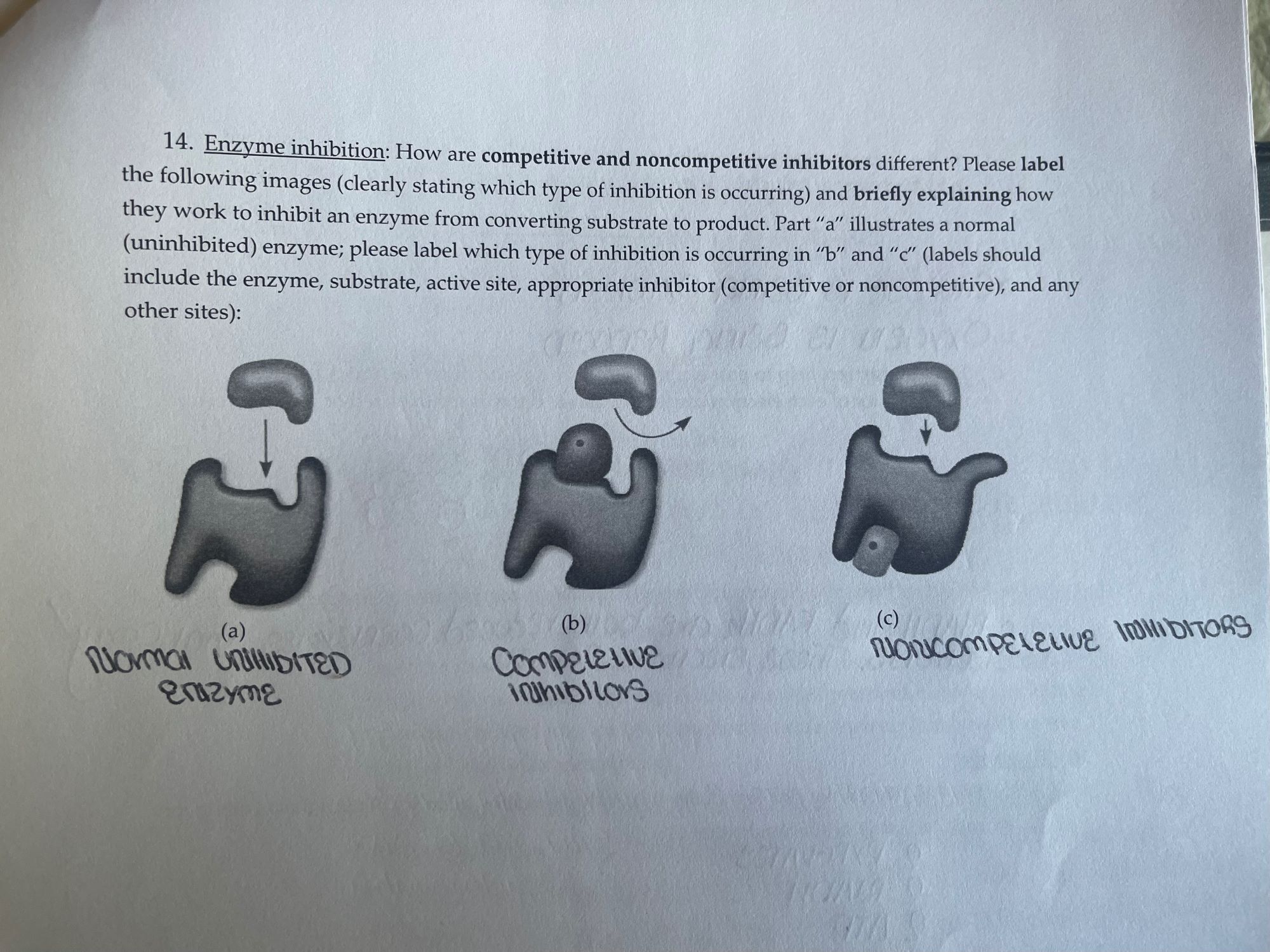 Solved Enzyme inhibition: How are competitive and | Chegg.com