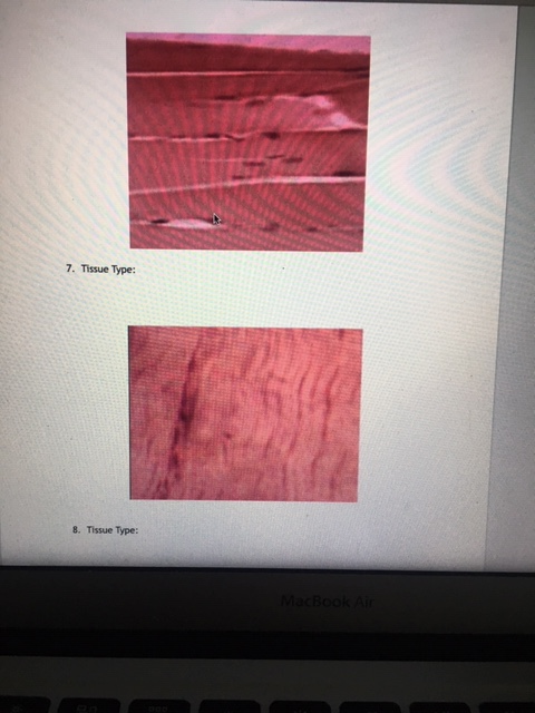 Solved Lab 3: Tissues Assignment Identify the following | Chegg.com