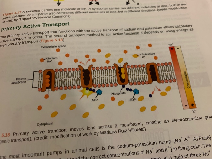 Solved 5.17 A uniporter carries one molecule or ion. A | Chegg.com