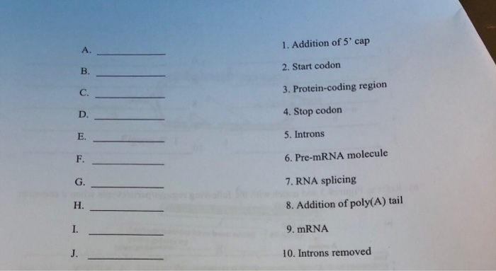 Solved 1. Addition of 5' cap 2. Start codon 3. | Chegg.com