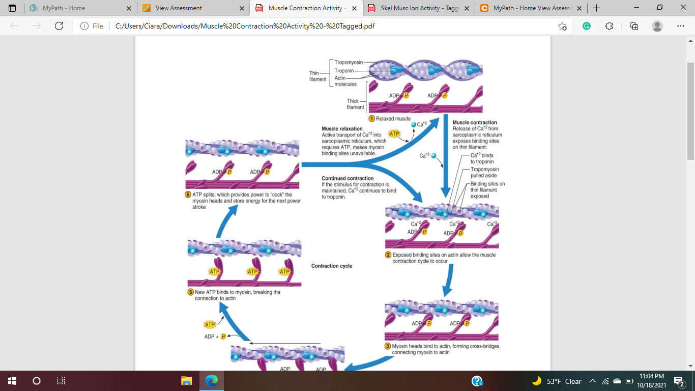 Solved MyPath - Home X View Assessment х PD Muscle | Chegg.com