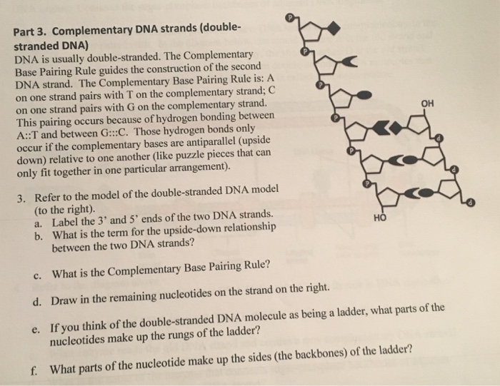 Solved Complimentary dna strands Part 3 a b c d e f | Chegg.com