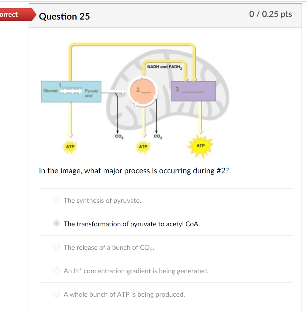Solved In the image, what major process is occurring during | Chegg.com