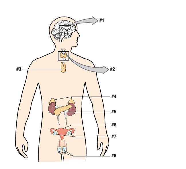 Solved Nervous System, Endocrine System, and Neuron | Chegg.com