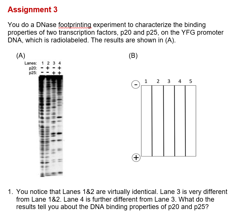 Solved Assignment 3 You do a DNase footprinting experiment | Chegg.com
