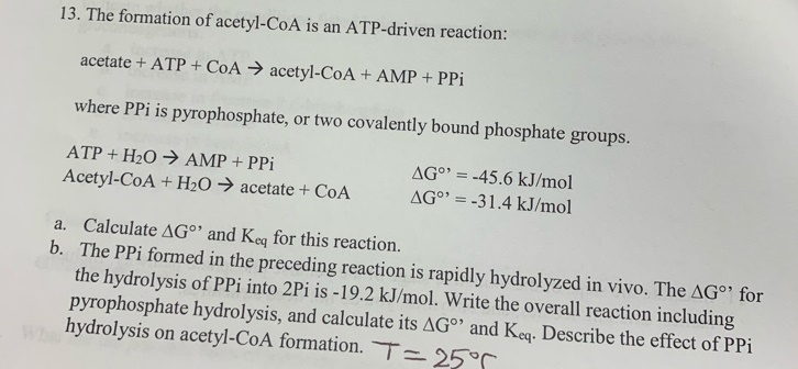 13. The formation of acetyl-CoA is an ATP-driven | Chegg.com