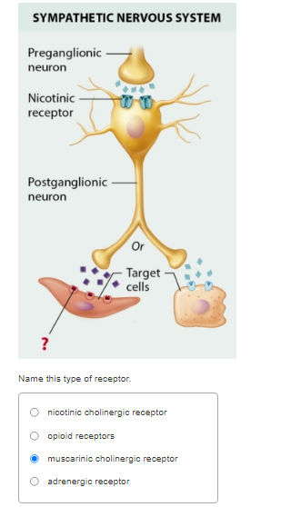 Solved SYMPATHETIC NERVOUS SYSTEM Preganglionic neuron | Chegg.com