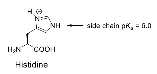 Solved The protonated form of the side chain of the amino | Chegg.com