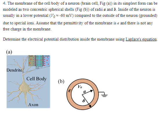 Solved 4. The membrane of the cell body of a neuron (brain | Chegg.com