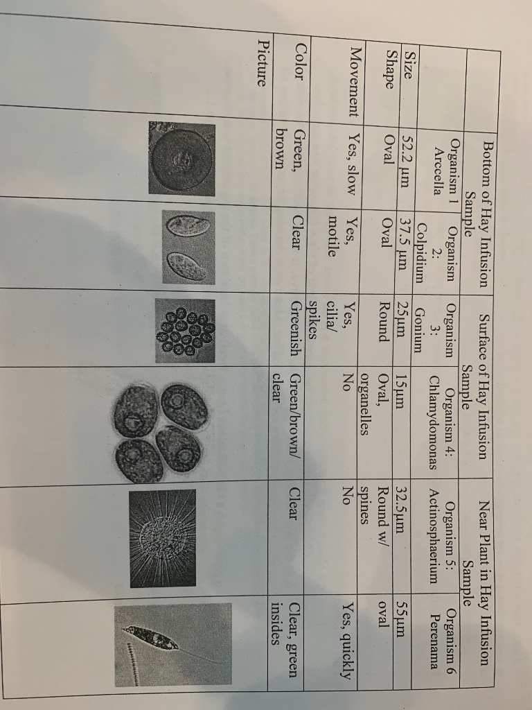 Solved Bottom of Hay Infusion Surface of Hay Infus ion Near | Chegg.com