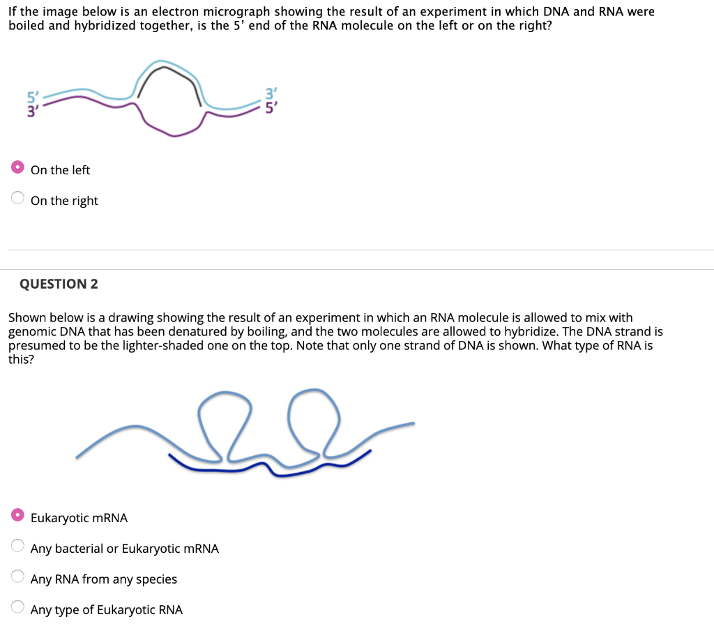 Solved If the image below is an electron micrograph | Chegg.com
