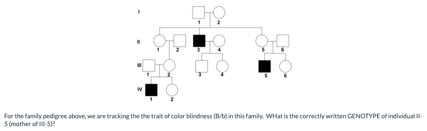 Solved a. bb b. BB c. Bb d. XbXb e. XBXB f. XBXb | Chegg.com