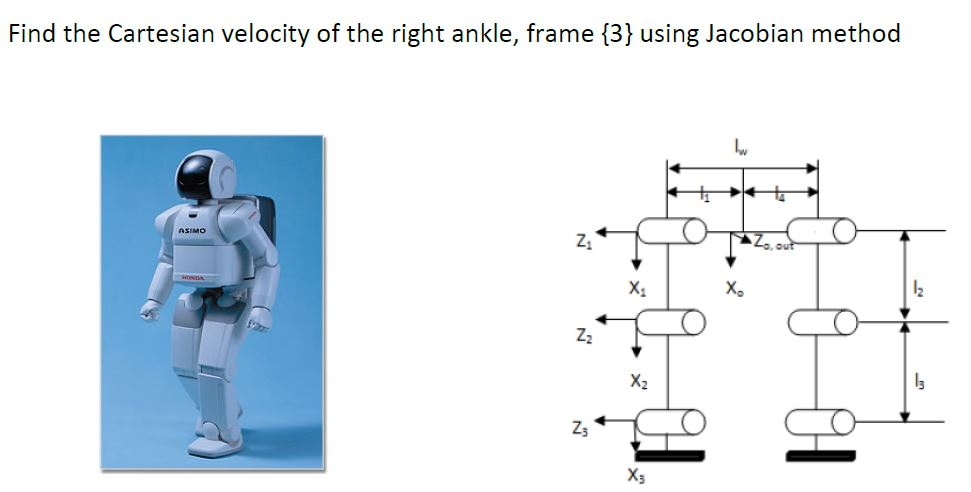 Find the Cartesian velocity of the right ankle, frame | Chegg.com