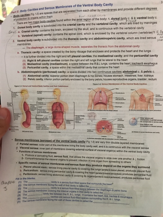 Solved E: Body Cavities and Serous Membranes of the Ventral | Chegg.com