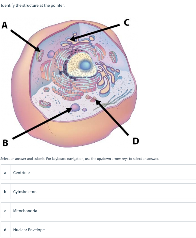 Solved This is a picture of an animal cell undergoing | Chegg.com