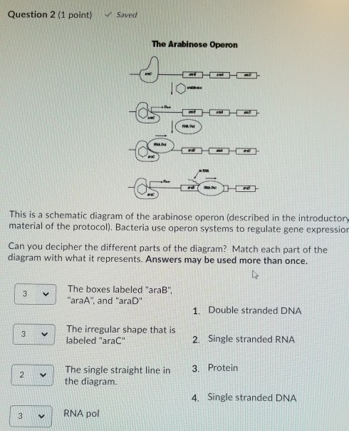 Solved Question 2 (1 point) Saved The Arabinose Operon io- | Chegg.com