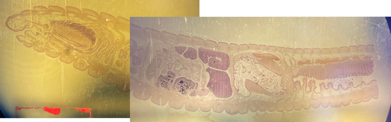 Solved Label this longitudinal section of an earthworm | Chegg.com