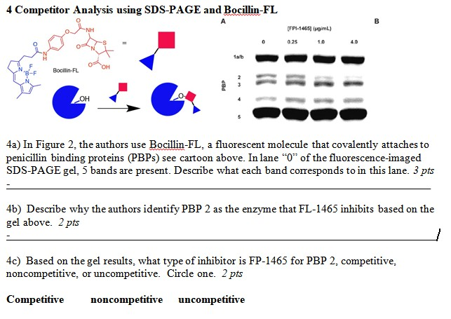 Solved 4 Competitor Analysis using SDS-PAGE and Bocillin-FL | Chegg.com