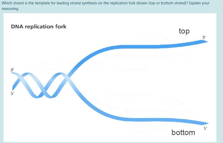 Solved Which strand is the template for leading strand | Chegg.com