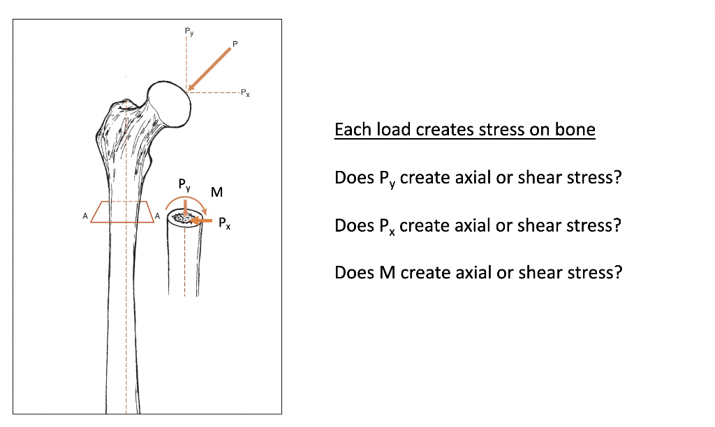 Solved Each load creates stress on bone Does Py create axial | Chegg.com