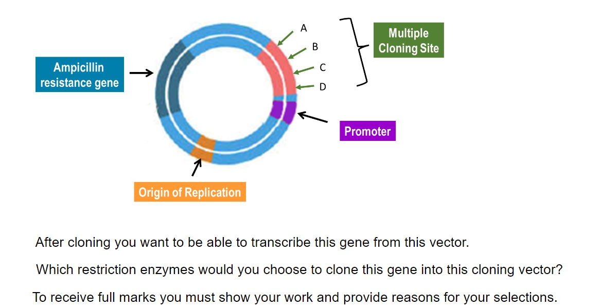 You have isolated a gene from a DNA library. You have | Chegg.com