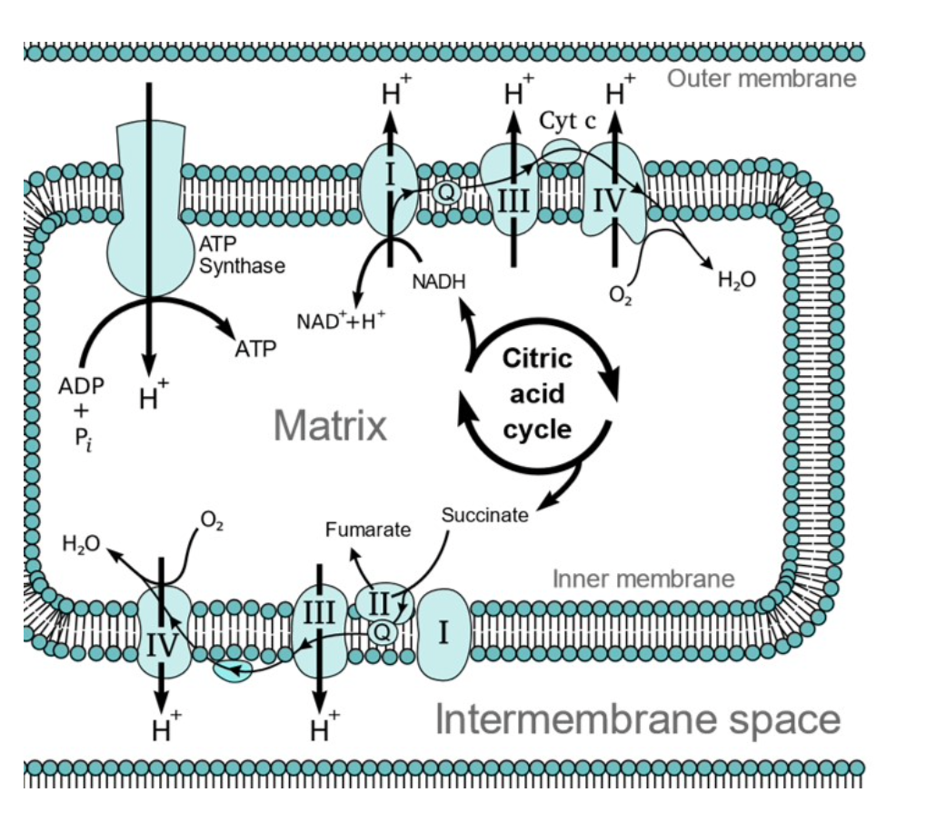 Solved Oligomycin inhibits the proton ATPase of the | Chegg.com