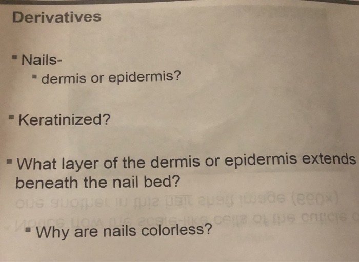 Solved Derivatives Nails- " dermis or epidermis? | Chegg.com