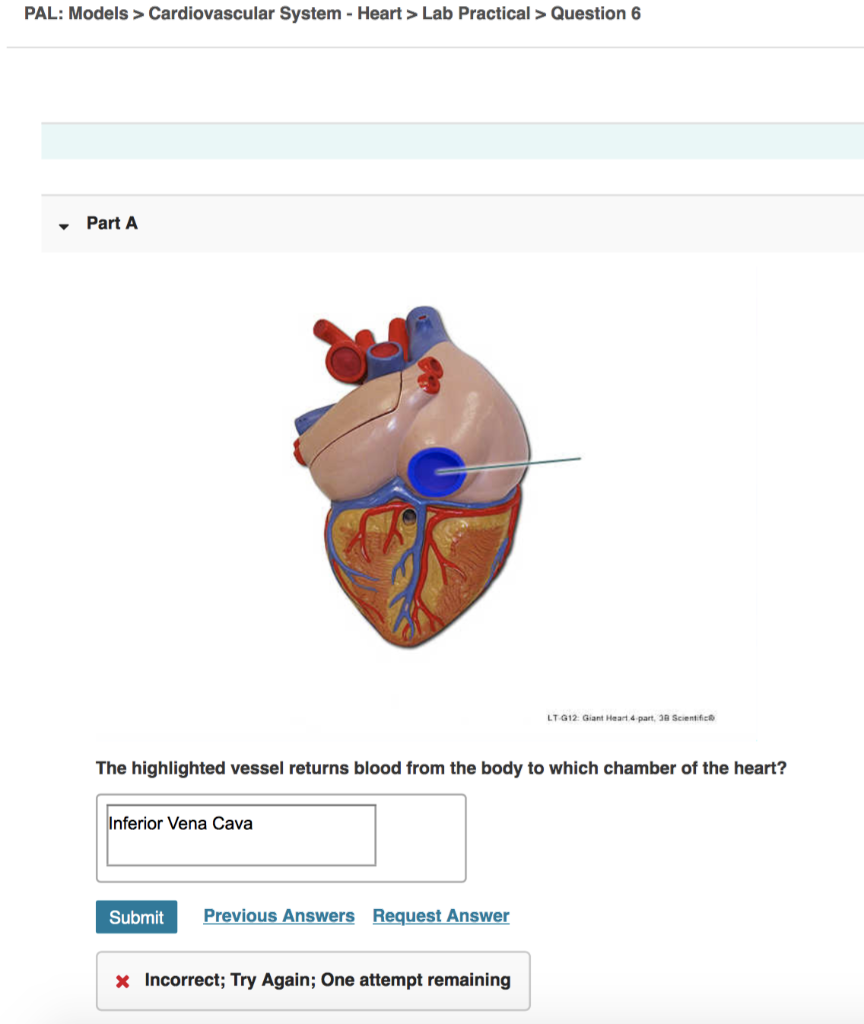 Solved PAL: Models > Cardiovascular System - Heart > Lab | Chegg.com