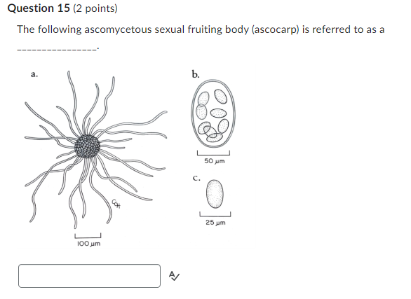 Solved The Following Ascomycetous Sexual Fruiting Body