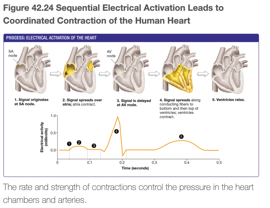 Solved Figure 42.24 Sequential Electrical Activation Leads | Chegg.com
