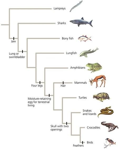 Solved Organisms that are closely related have a recent | Chegg.com
