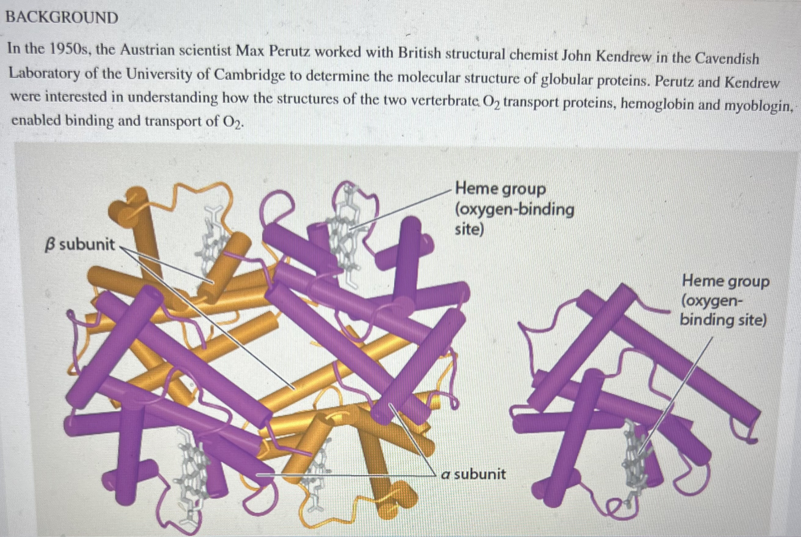 Solved In the 1950s, the Austrian scientist Max Perutz | Chegg.com