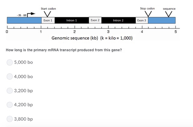 Start codon Stop codon sequence 35 -10 Exon 1 Intron | Chegg.com