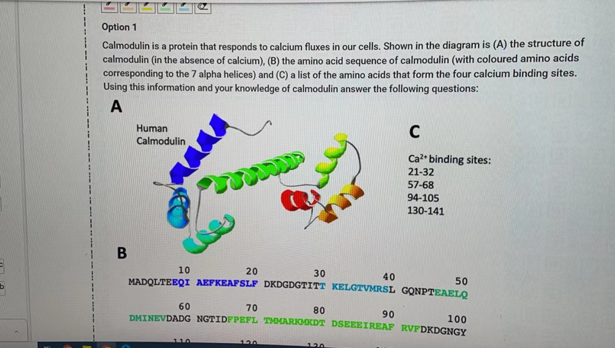 Solved Option 1 Calmodulin is a protein that responds to | Chegg.com