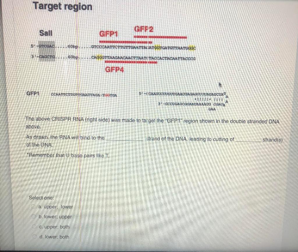 Solved Target region GFF2 Sall GFP1 S-GOOGAC 60bp | Chegg.com