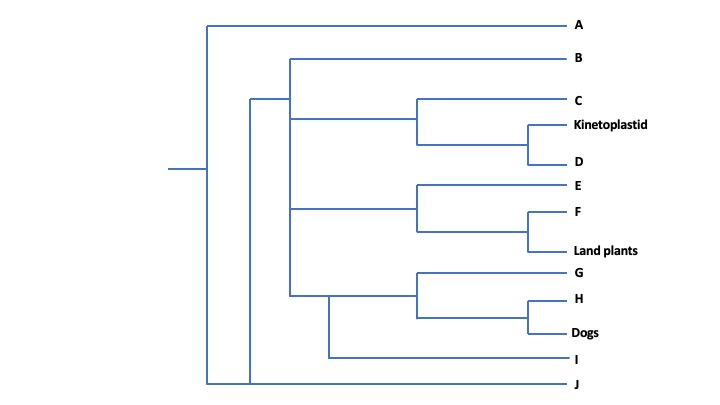 Solved Draw a tree that includes the following organisms: | Chegg.com