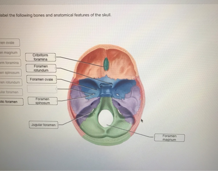 Solved Label The Following Bones And Anatomical Features Of Chegg