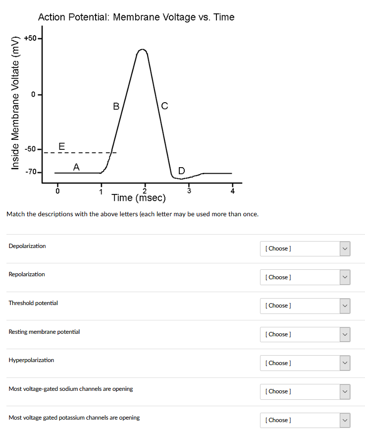 Solved Action Potential: Membrane Voltage vs. Time +50 O-50 | Chegg.com