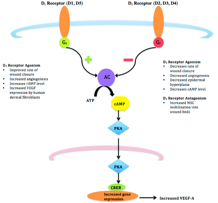 Solved What is happening to the CREB cycle here in regards | Chegg.com