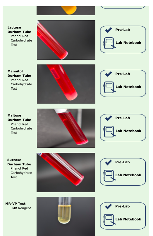 Solved Starch Agar + Iodine Blood Agar Catalase Test + | Chegg.com