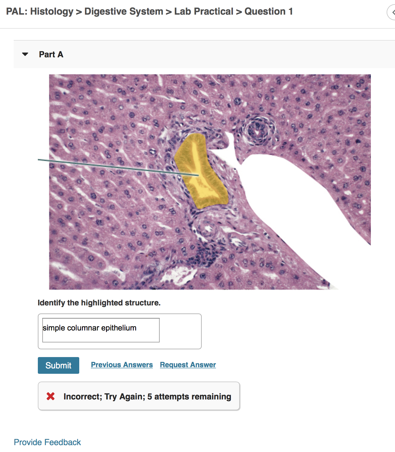 Solved PAL Histology Digestive System Lab Practical Chegg