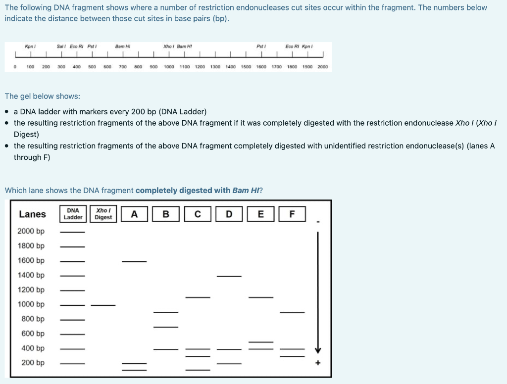 Solved The following DNA fragment shows where a number of | Chegg.com