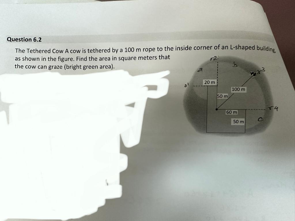 Solved The Tethered Cow A cow is tethered by a 100 m rope to | Chegg.com