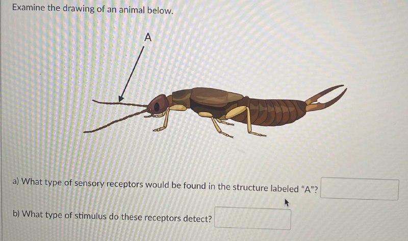 Solved The drawings below display the stages of neurulation. | Chegg.com